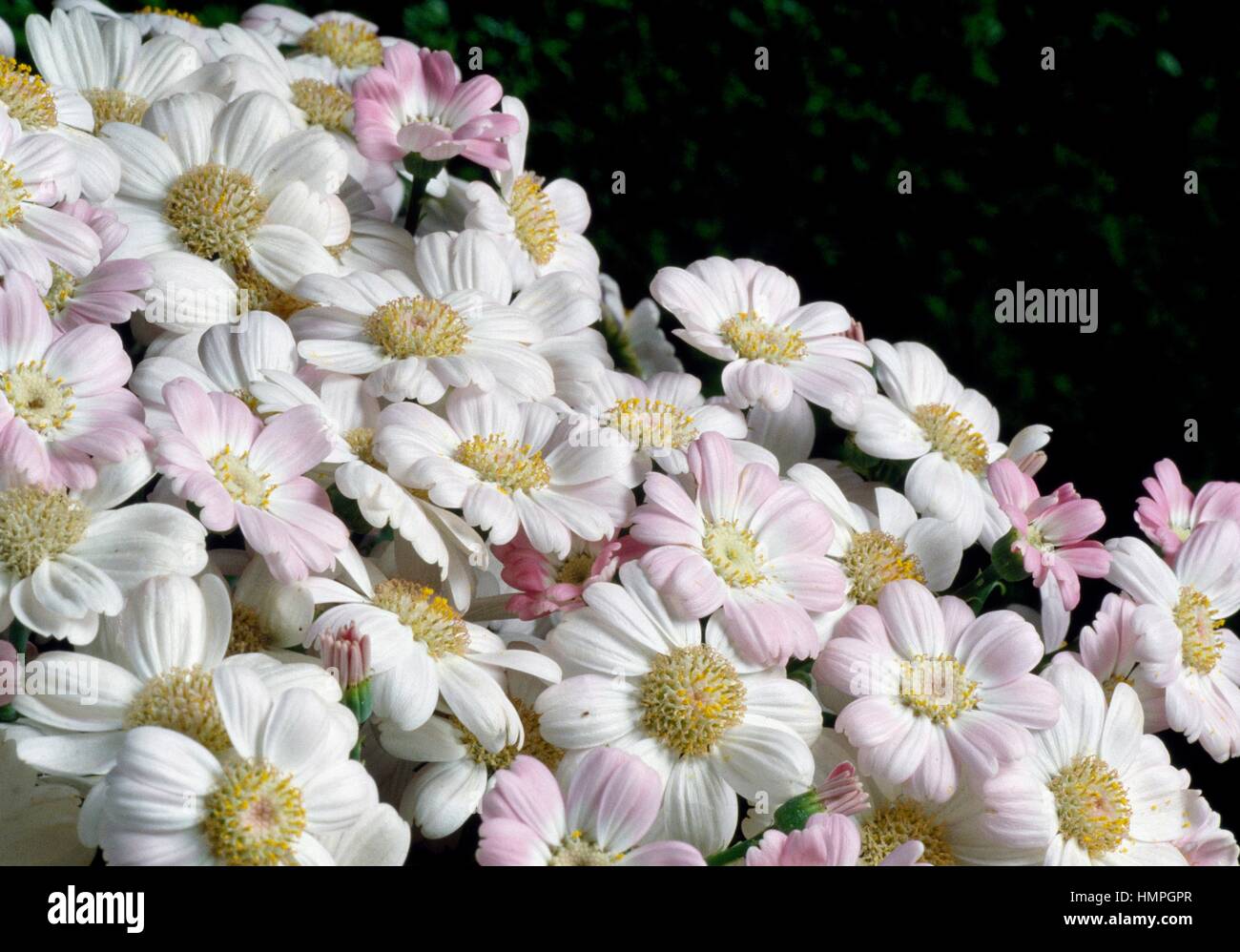 Cineraria (Senecio cruentus, Pericallis cruenta or Pericallis x hybrida ...