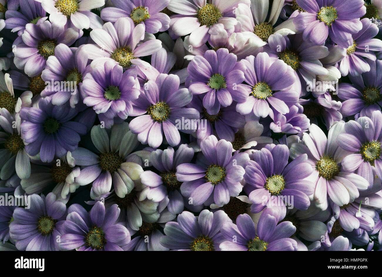 Cineraria (Senecio cruentus, Pericallis cruenta or Pericallis x hybrida ...