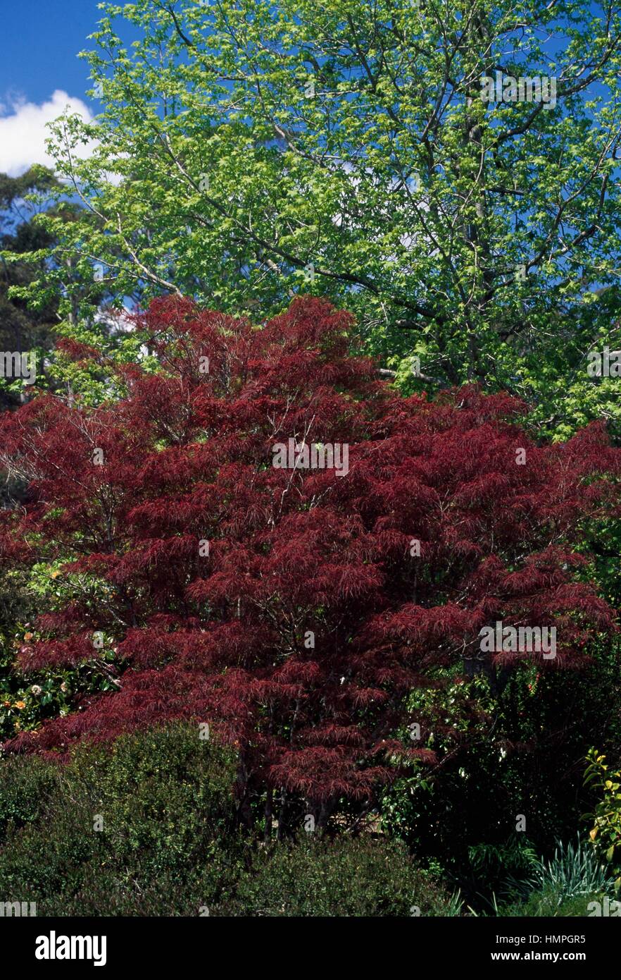 Acer palmatum linearlobum rubrum hi-res stock photography and images ...
