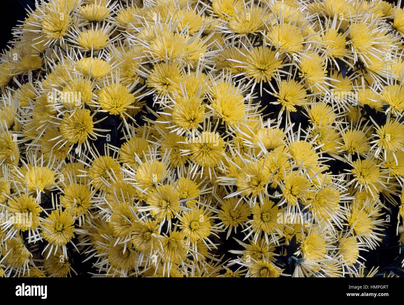 Mums (Chrysanthemum Yellow Vesuvio), Asteraceae Stock Photo - Alamy