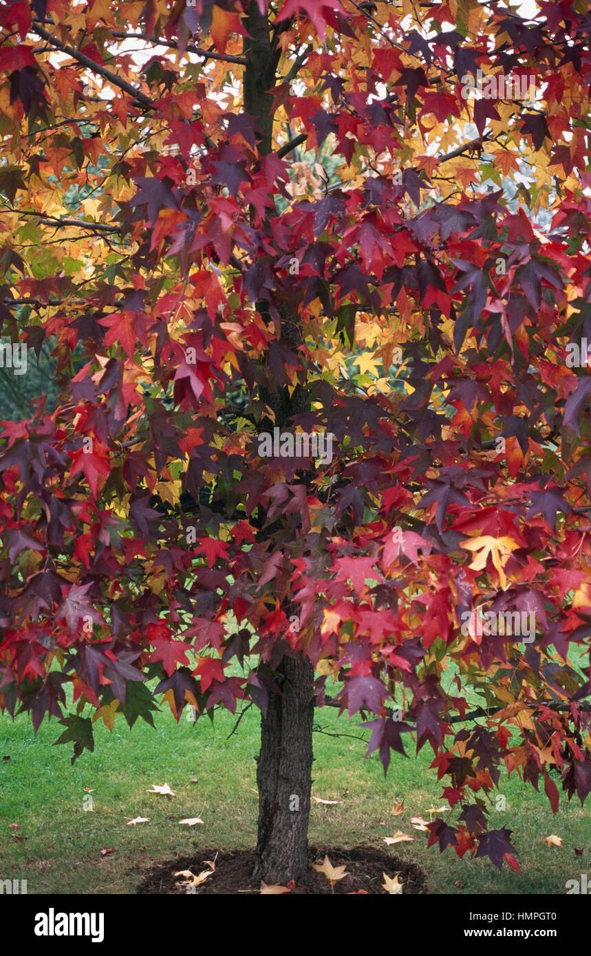 American sweetgum (Liquidambar styraciflua), Amamelidaceae-Altingiaceae ...