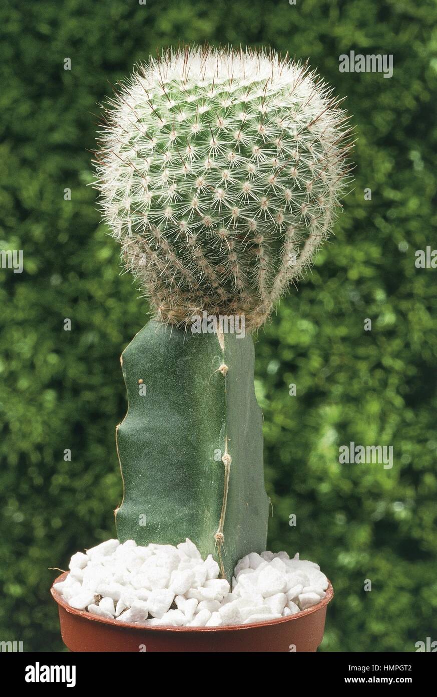 Botany - Cactaceae. Chin cactus (Gymnocalycium Stock Photo - Alamy