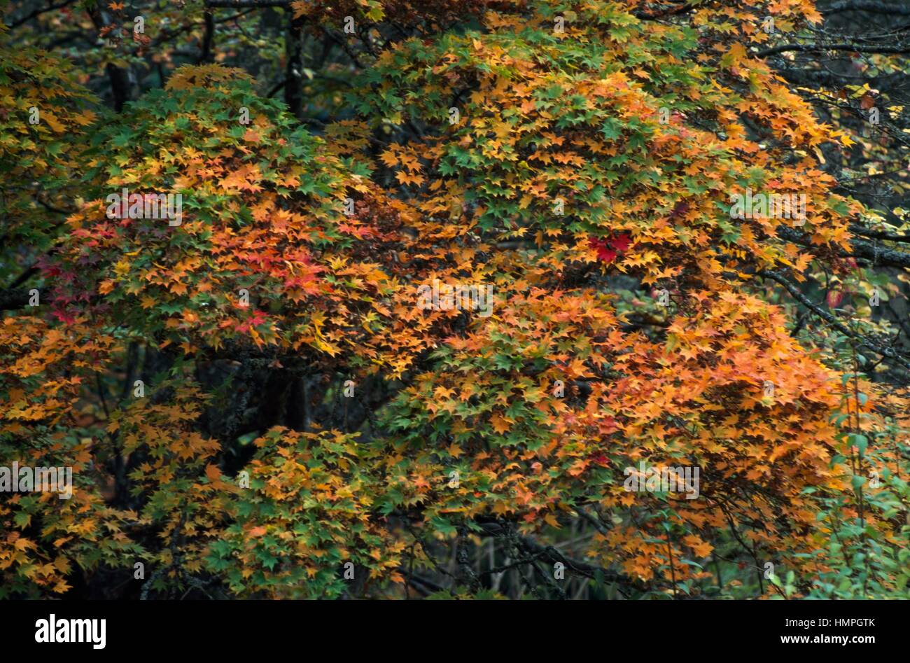 Japanese Maple (Acer palmatum), Aceraceae-Sapindaceae Stock Photo - Alamy