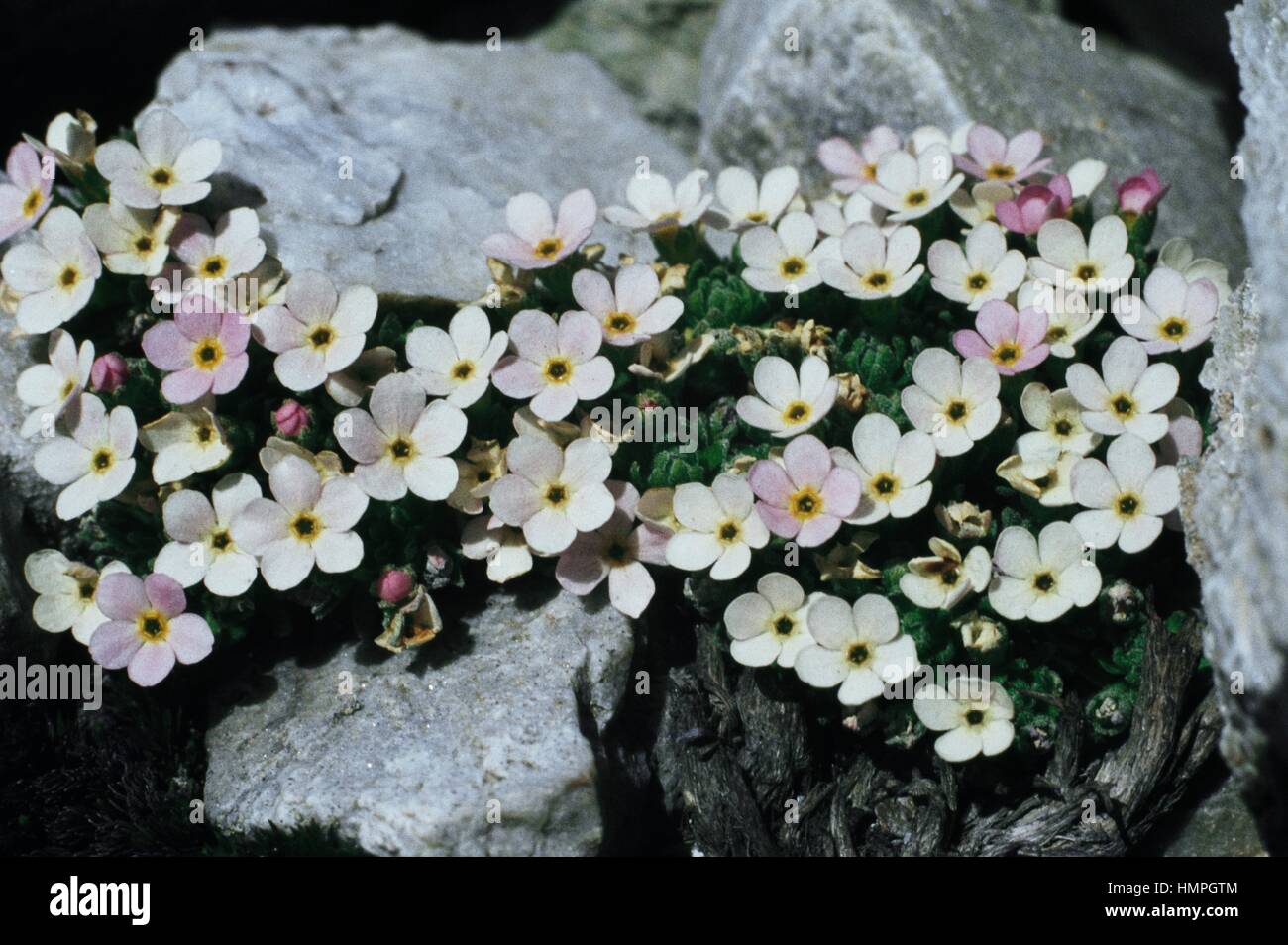 Alpine Rock Jasmine (Androsace alpina), Primulacee Stock Photo - Alamy