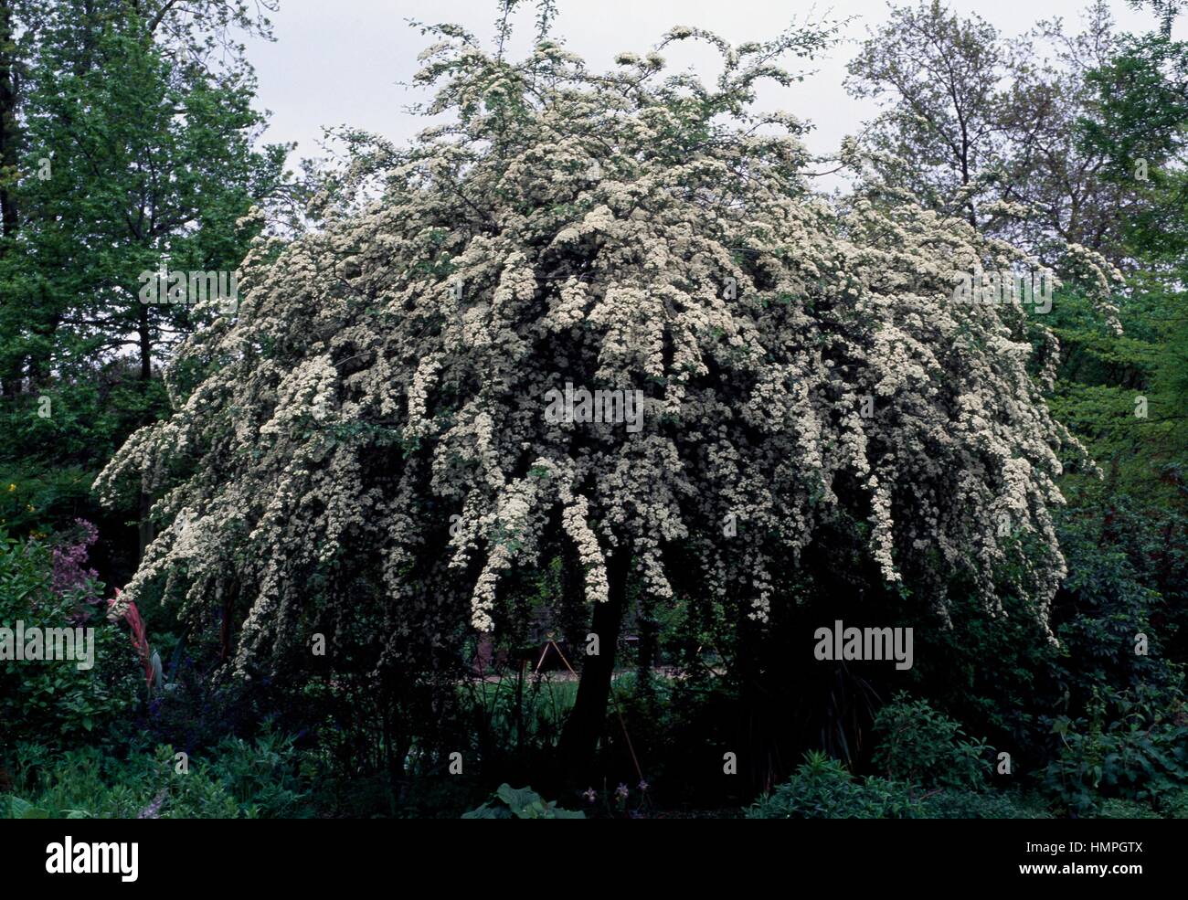 Hawthorn (Crataegus monogyna azarella or Crataegus oxyacantha azarella ...