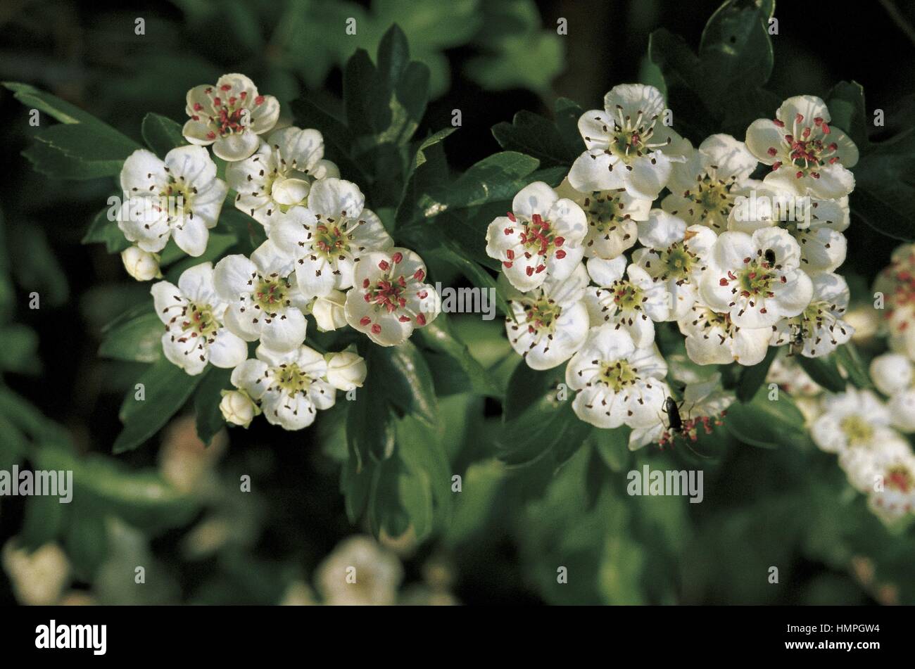 Botany - Rosaceae - Common Hawthorn (Crataegus monogyna Stock Photo - Alamy