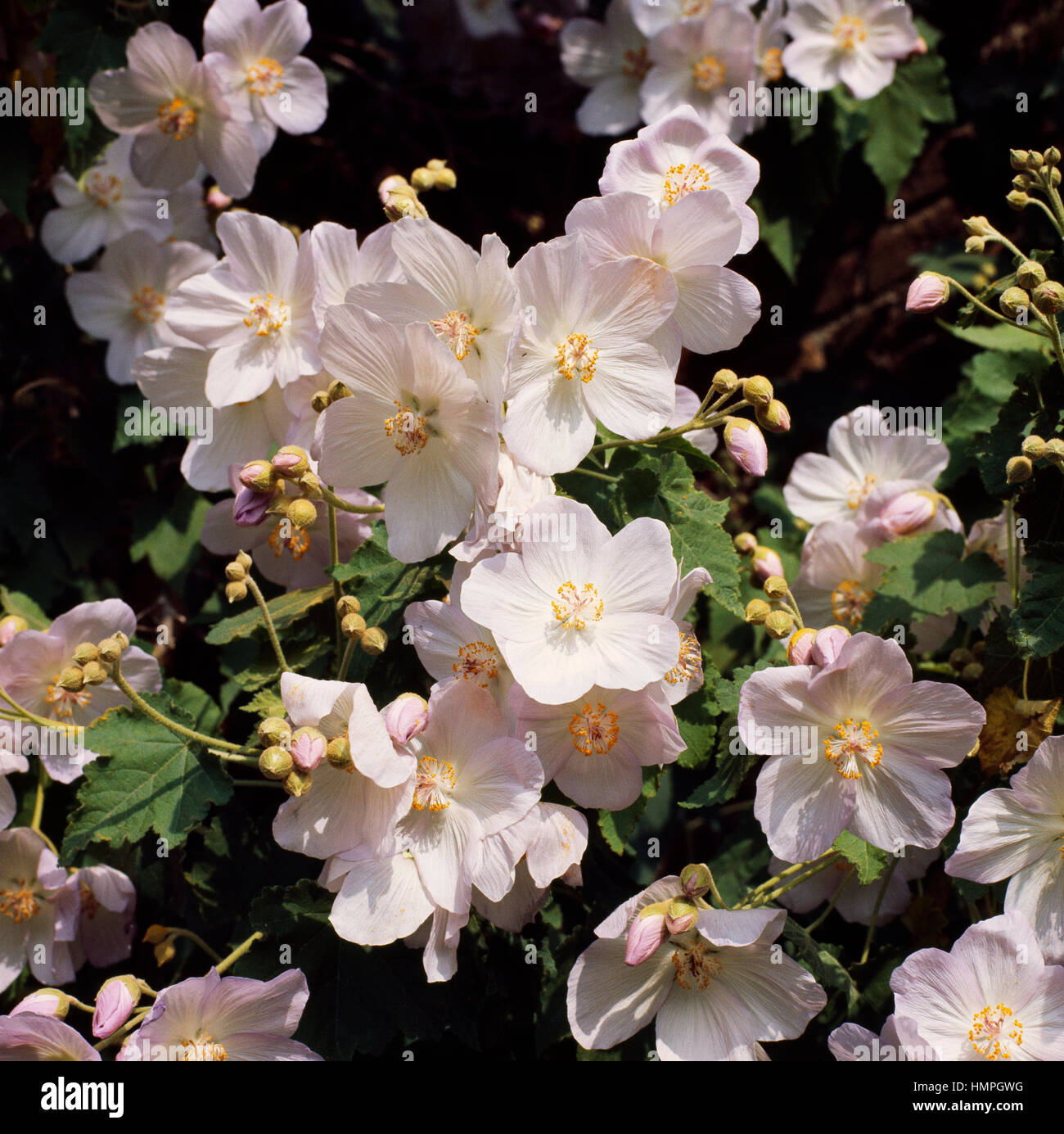 Bell flower hi-res stock photography and images - Alamy