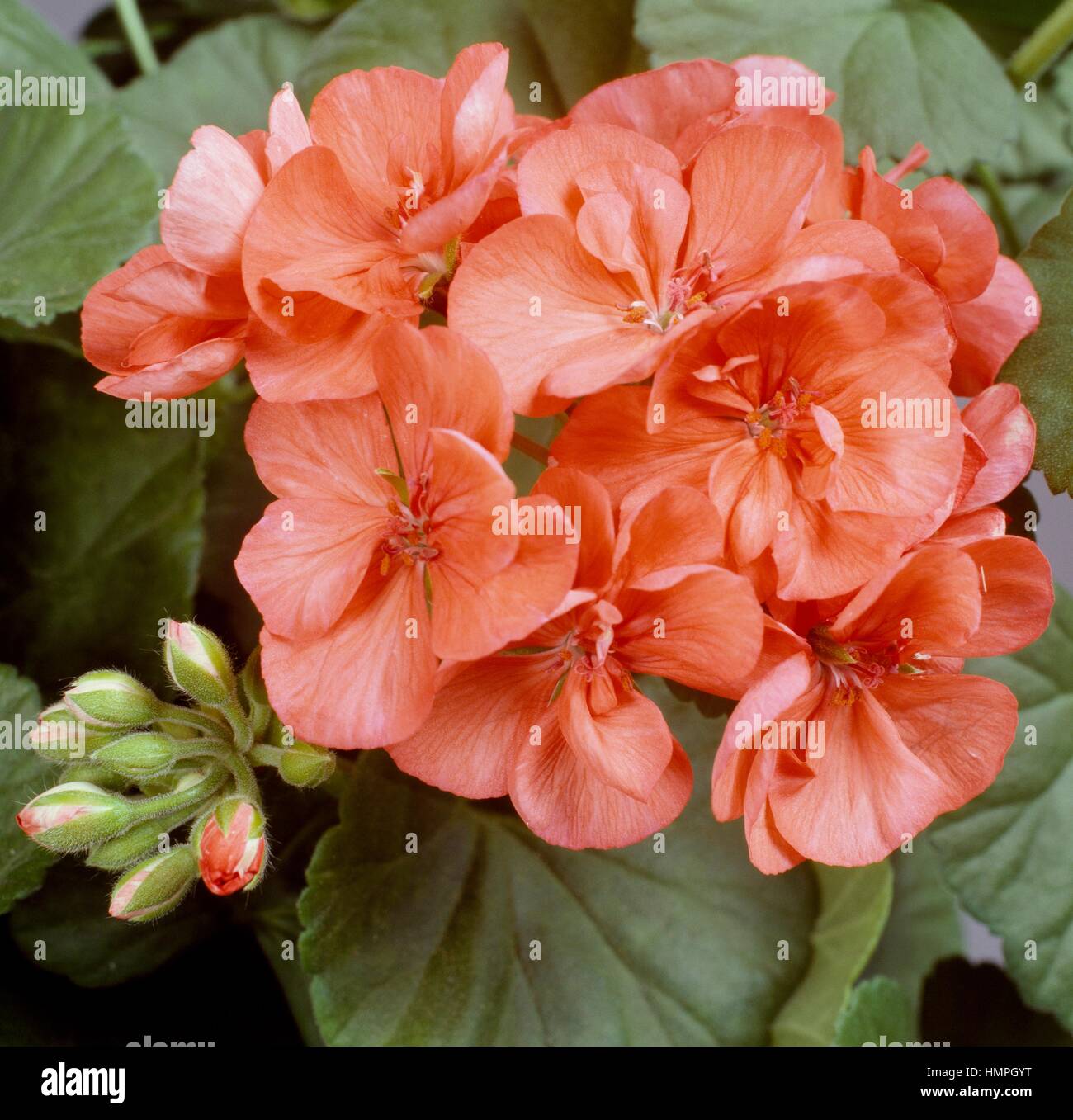 Pelargonium Zonale