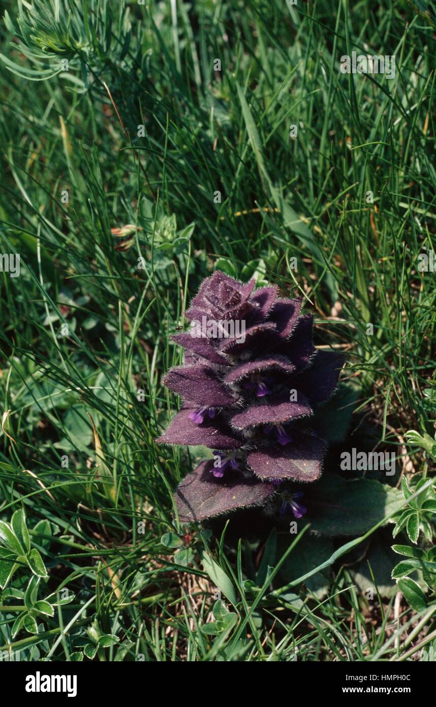 Pyramidal bugle hi-res stock photography and images - Alamy
