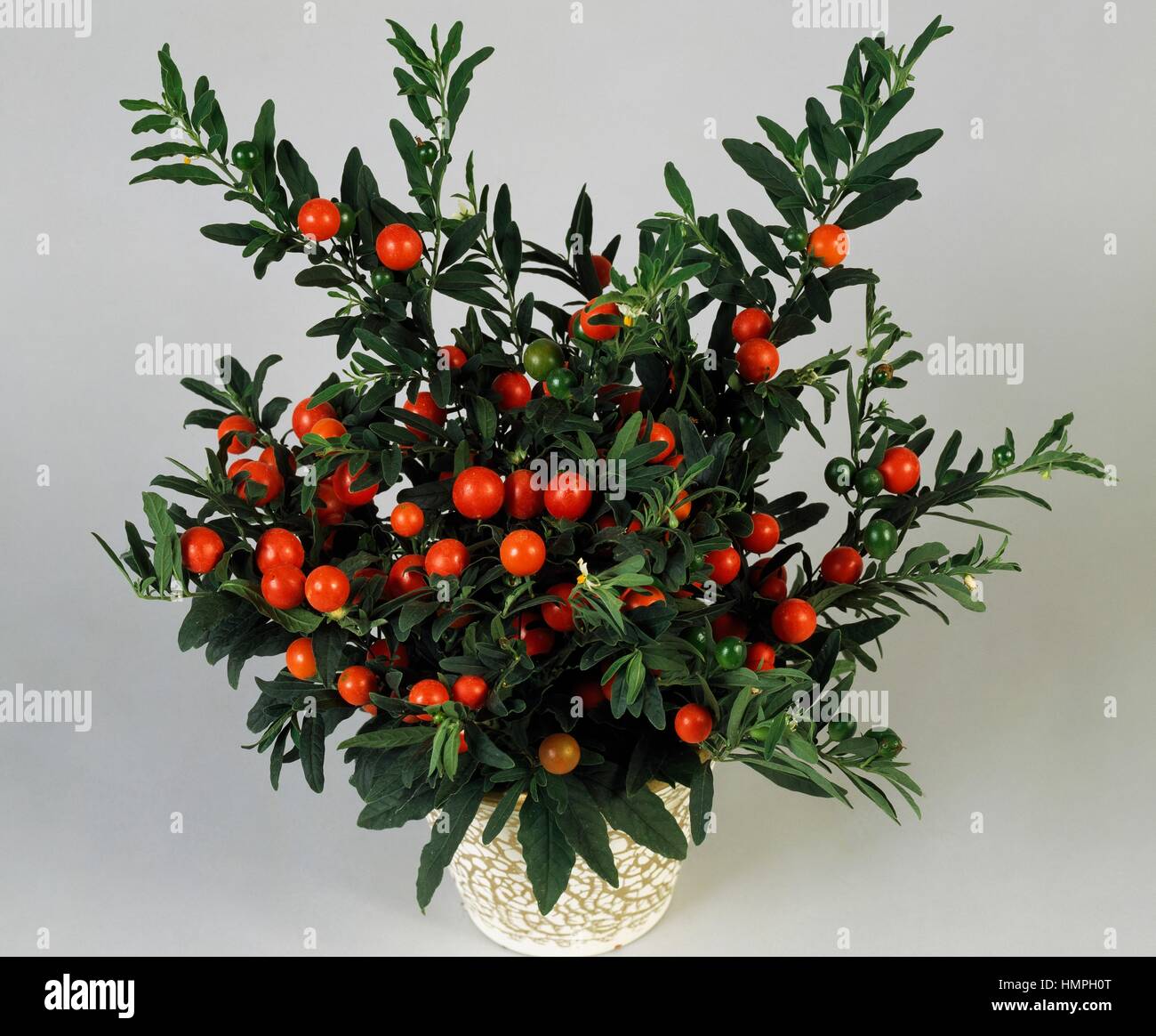 Cockroach-berry (Solanum capsicastrum o Solanum pseudocapsicum ...