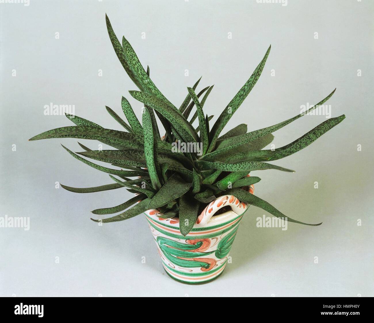 Gasteria (Gasteria bicolor), Asphodeloideae Stock Photo - Alamy