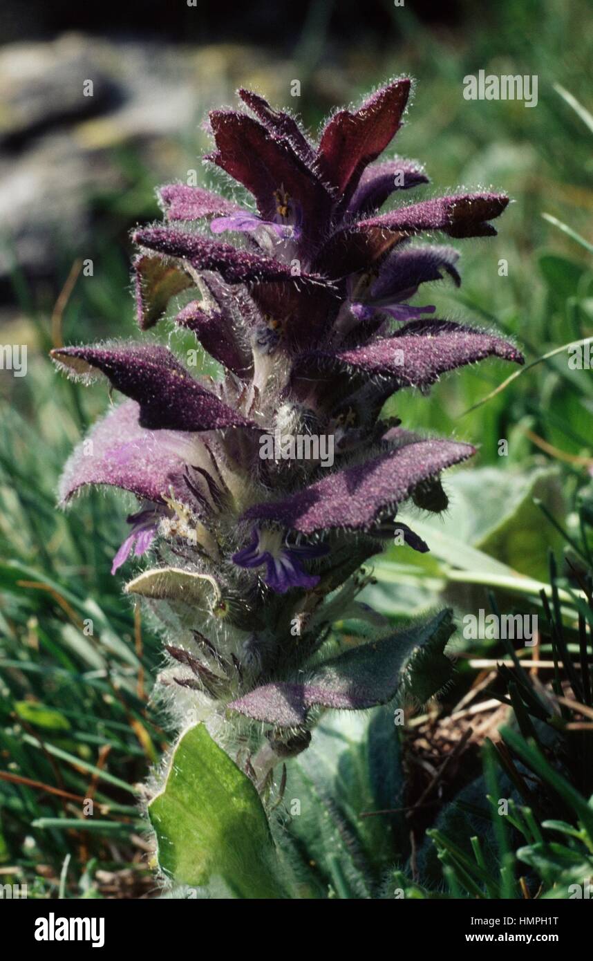 Pyramidal Bugle (Ajuga pyramidalis), Lamiaceae Stock Photo - Alamy
