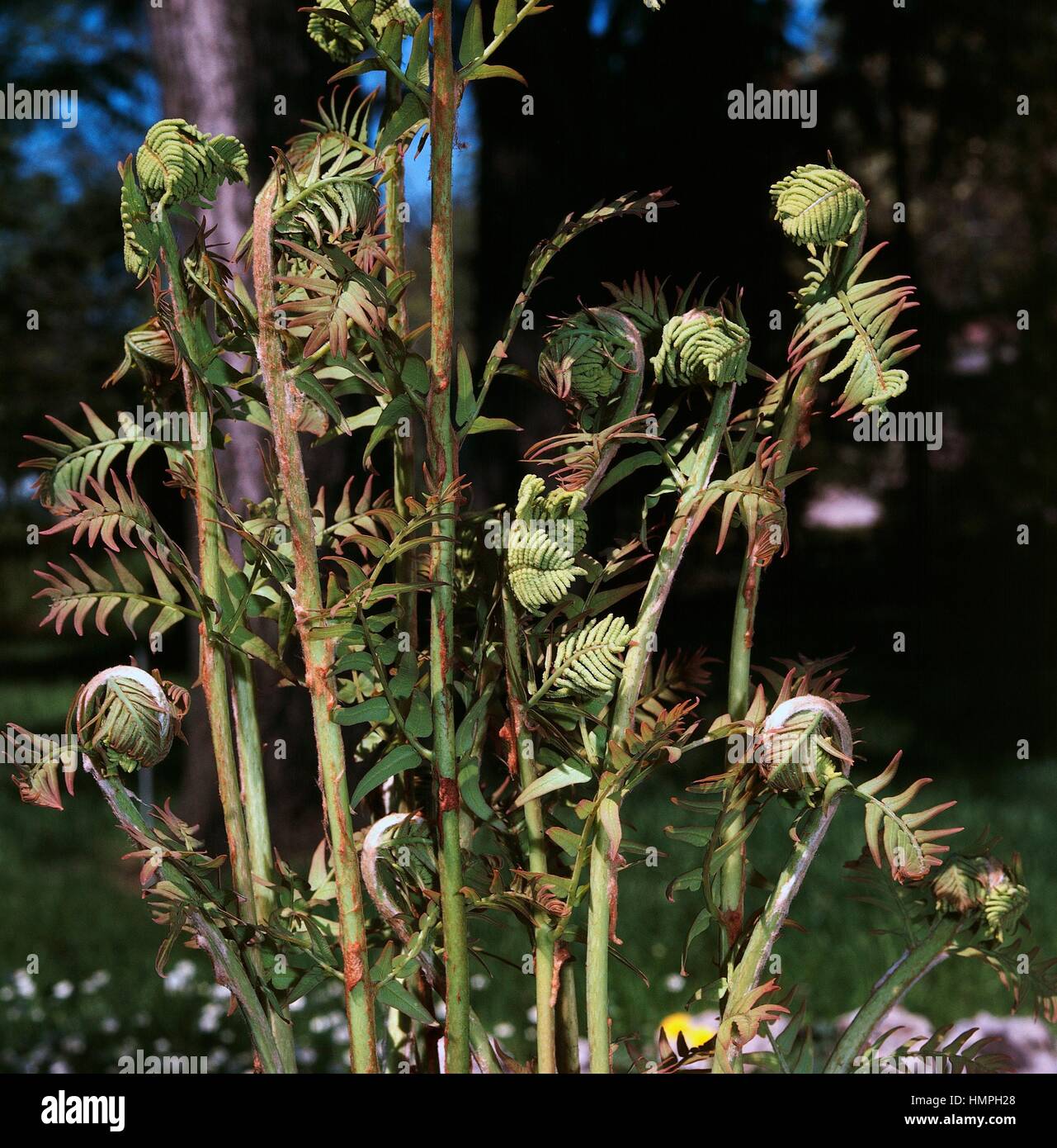 Royal Fern (Osmunda regalis), Osmundaceae Stock Photo - Alamy