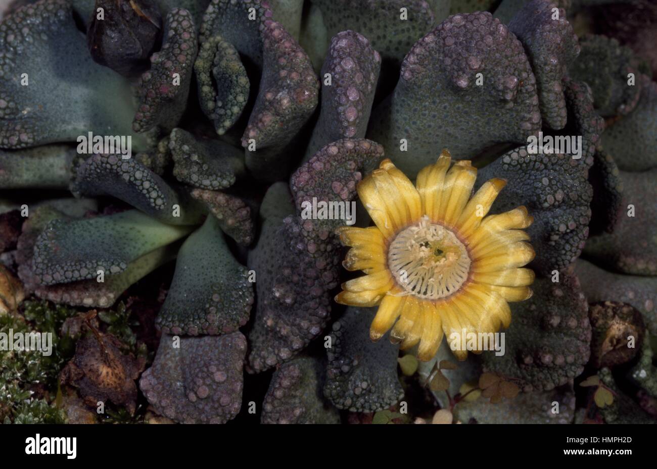 Yellow jewel weed hi-res stock photography and images - Alamy