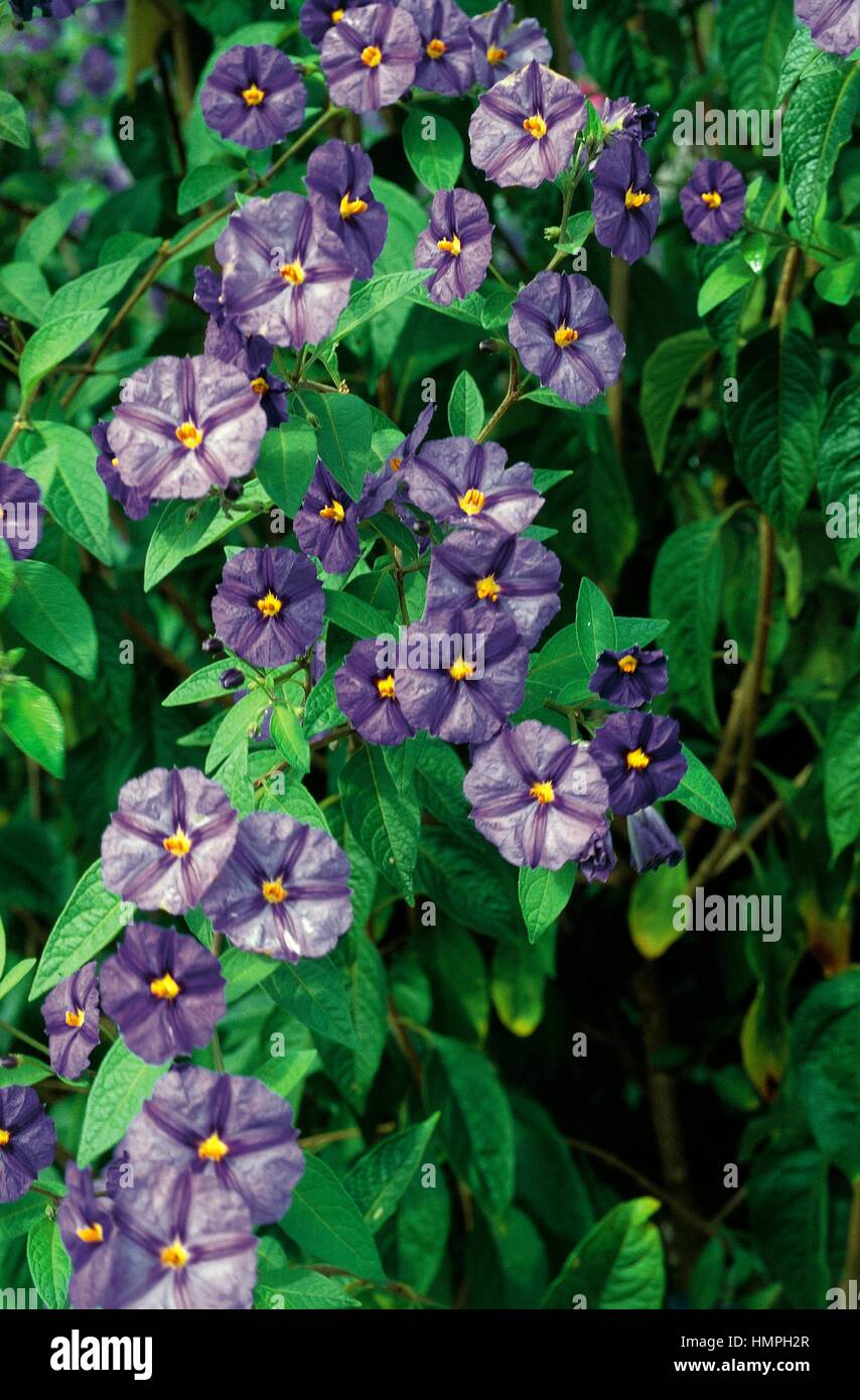 Blue Potato Bush (Solanum rantonnetii or Lycianthes rantonnetii ...