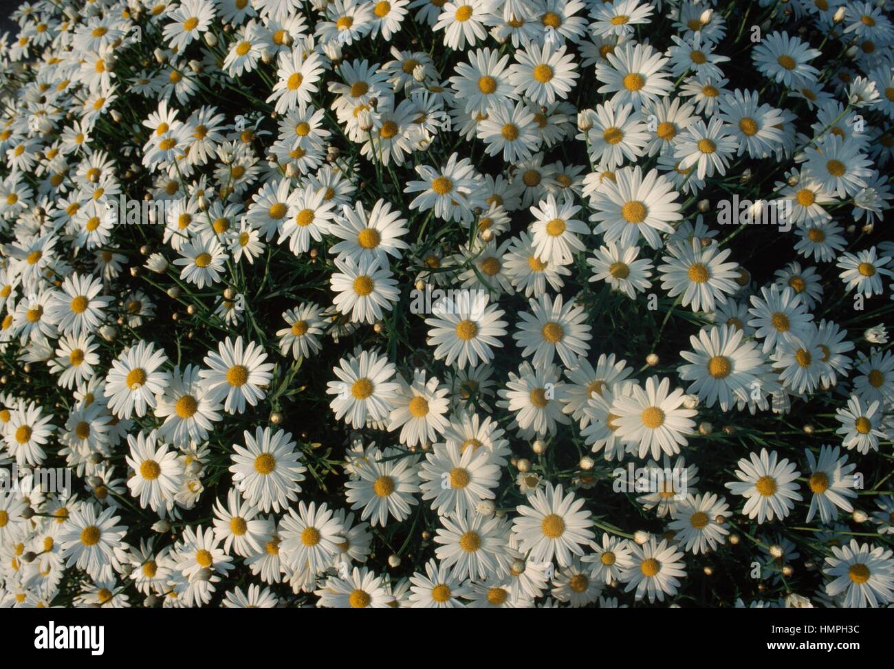 Chamomile Anthemis Sp High Resolution Stock Photography and Images - Alamy
