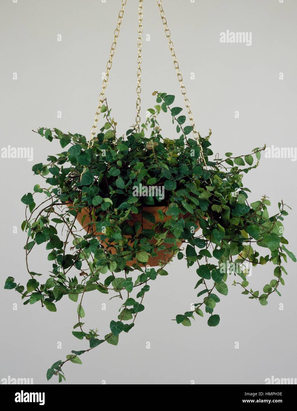 Climbing fig (Ficus repens o Ficus pumila verde), Moraceae Stock Photo ...