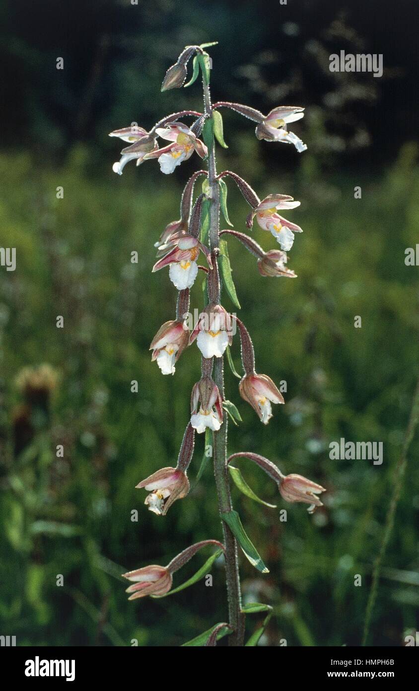 Marsh helleborine (Epipactis palustris), Orchidaceae Stock Photo - Alamy