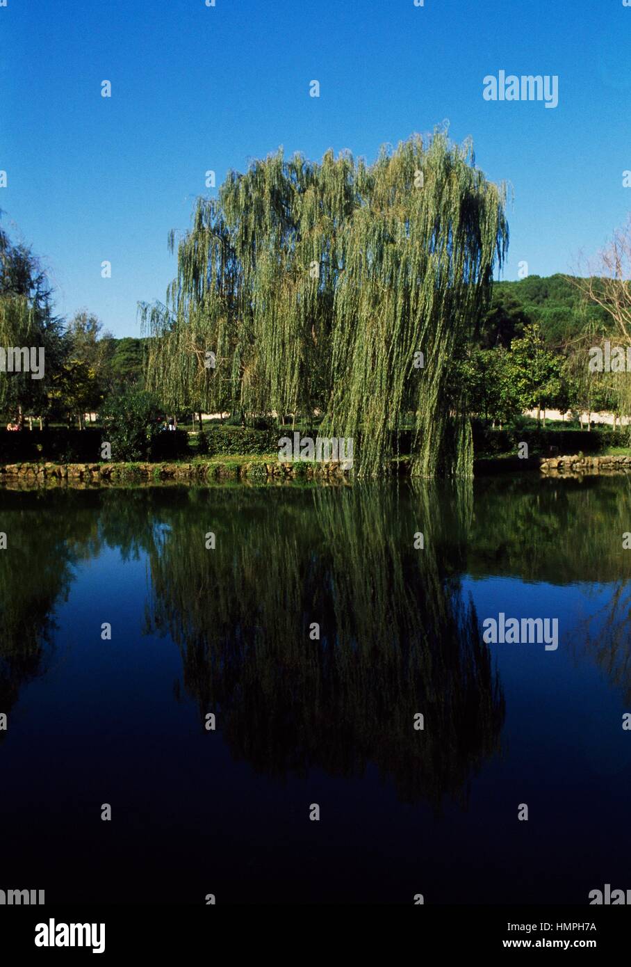 Babylon Willow or Peking Willow (Salix babylonica), Salicaceae Stock ...