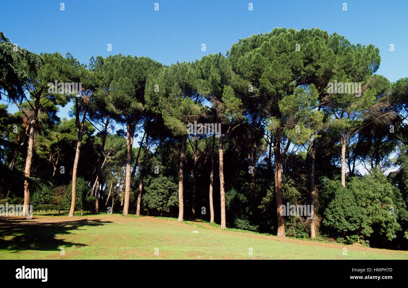 Stone pine specimens (Pinus pinea), Pinaceae. Monte Mario, Rome, Italy ...