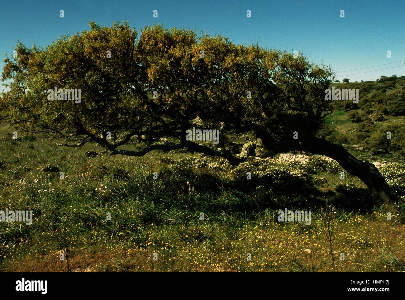 Mediterranean scrubland, Gallura, Sardinia, Italy Stock Photo - Alamy