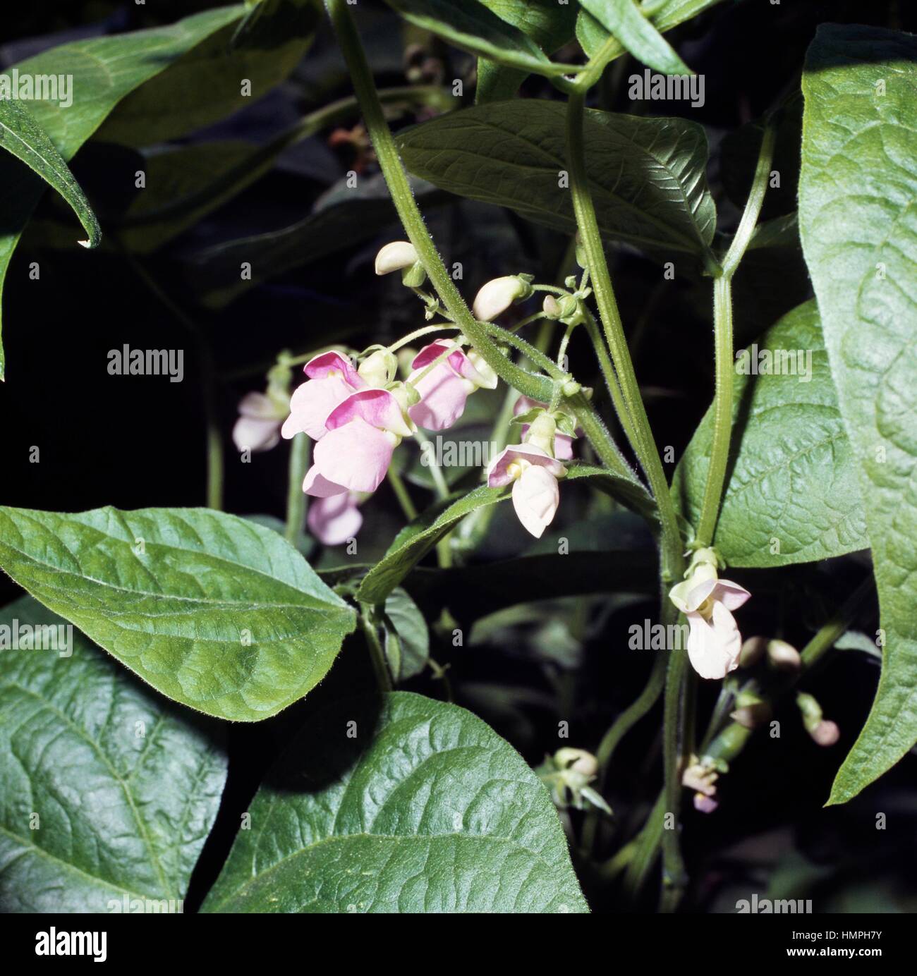 Bean flowers, dwarf variety (Phaseolus vulgaris), Fabaceae Stock Photo ...