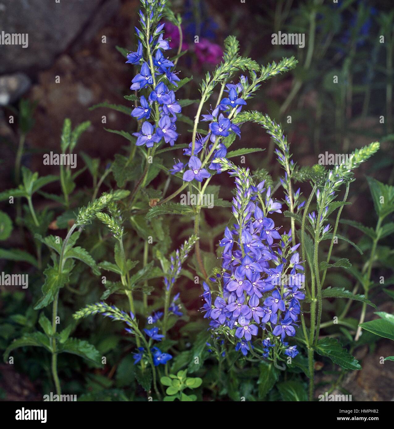 Spiked Speedwell (Veronica spicata), Plantaginaceae Stock Photo - Alamy