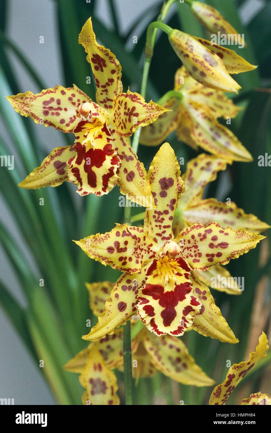 Orchid (x Vuylstekeara x Cambria), Orchidaceae Stock Photo - Alamy