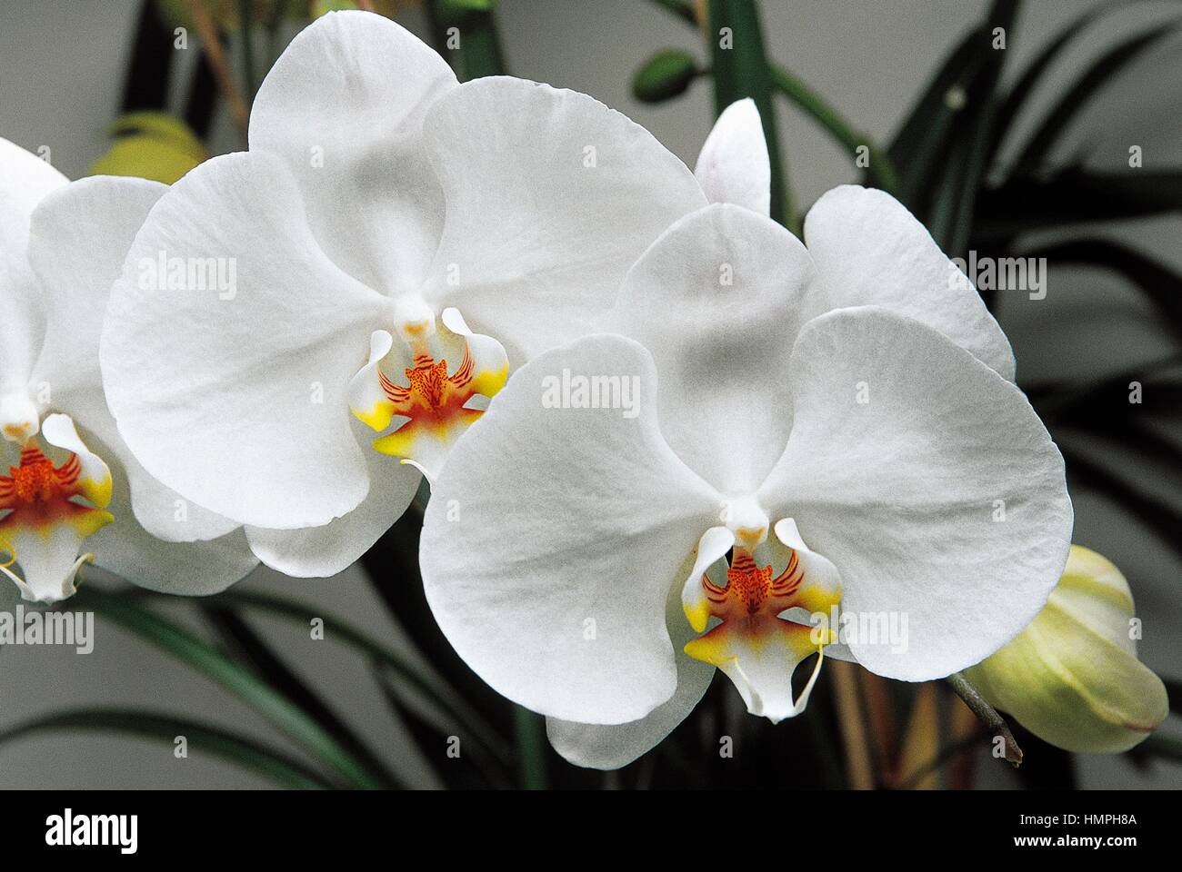 Moon Orchid (Phalaenopsis amabilis), Orchidaceae Stock Photo - Alamy