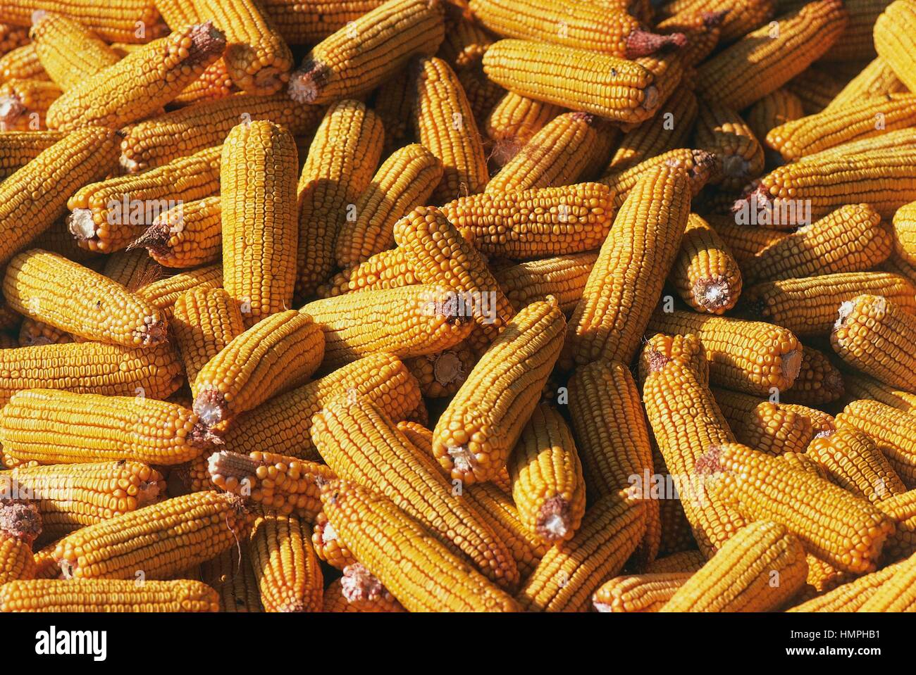Maize or Corn ears (Zea mays), Poaceae Stock Photo - Alamy