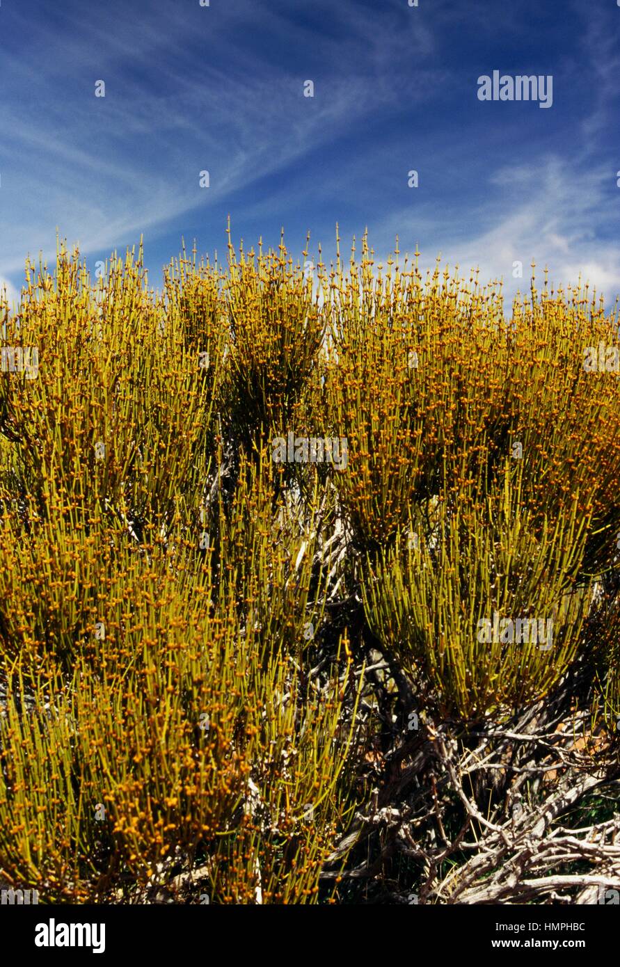 Ephedra ephedra sp hi-res stock photography and images - Alamy