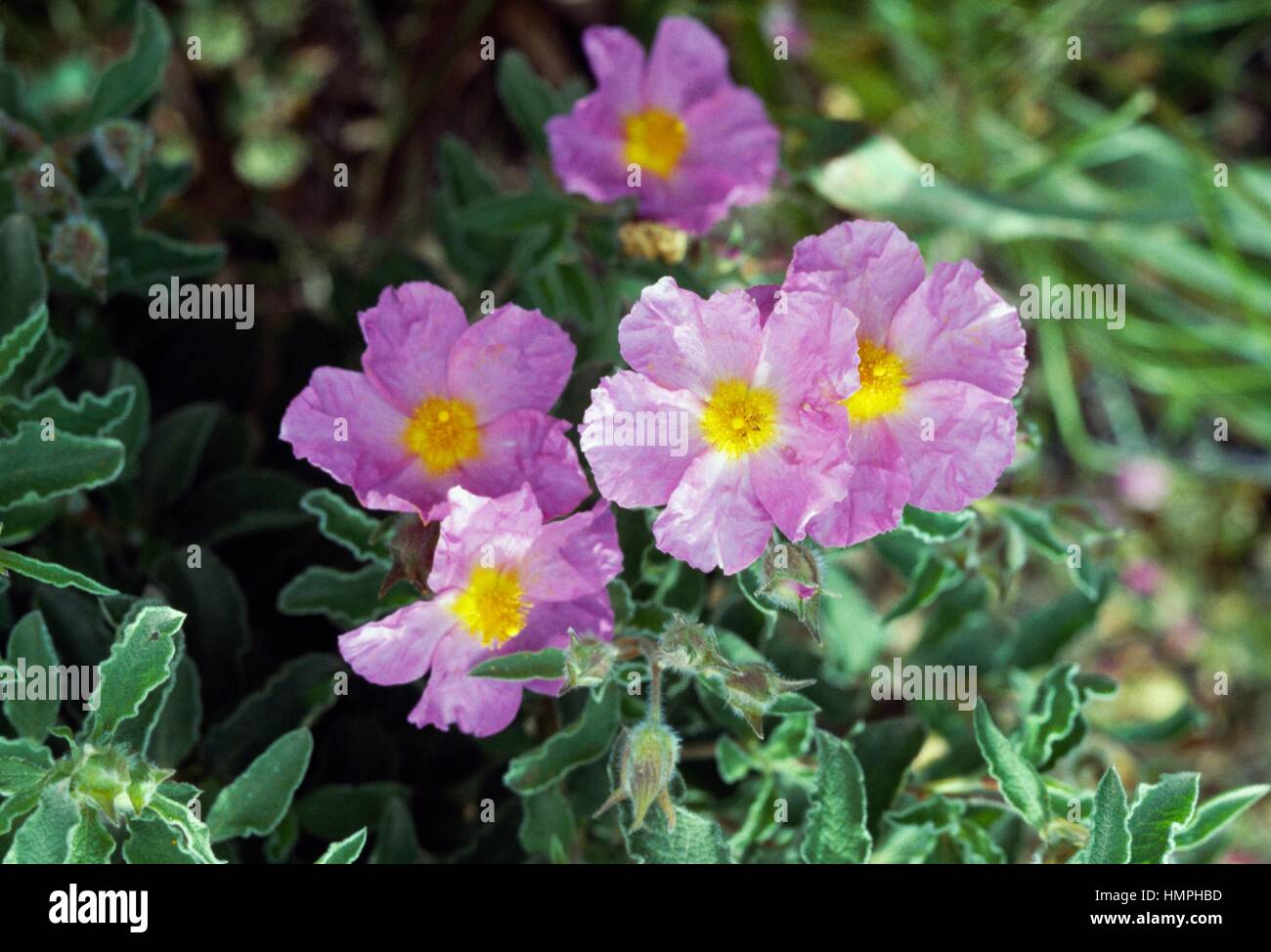 Whitewater crowfoot hi-res stock photography and images - Alamy