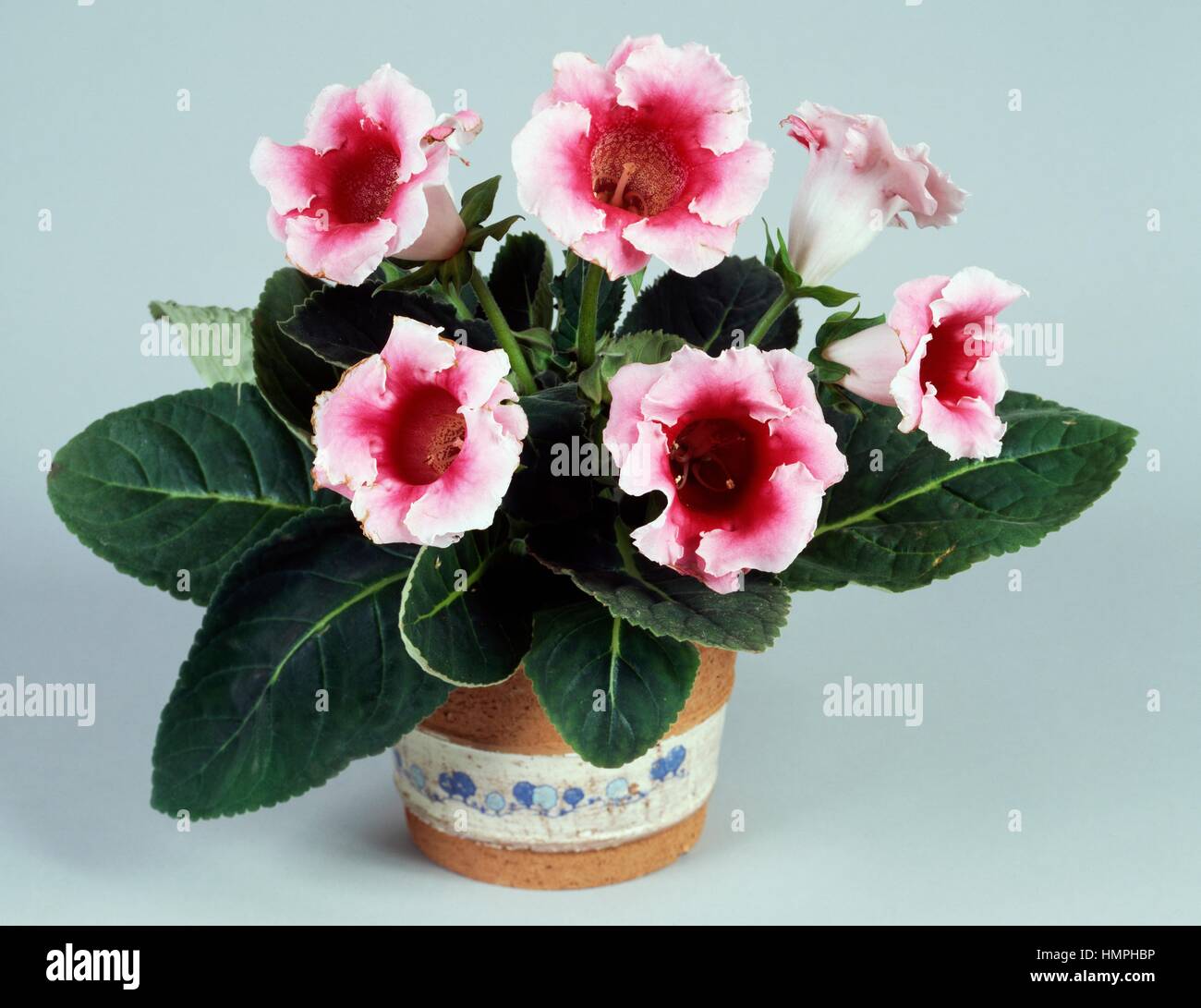Gloxinia (Gloxinia speciosa o Sinningia speciosa),Gesneriaceae Stock ...