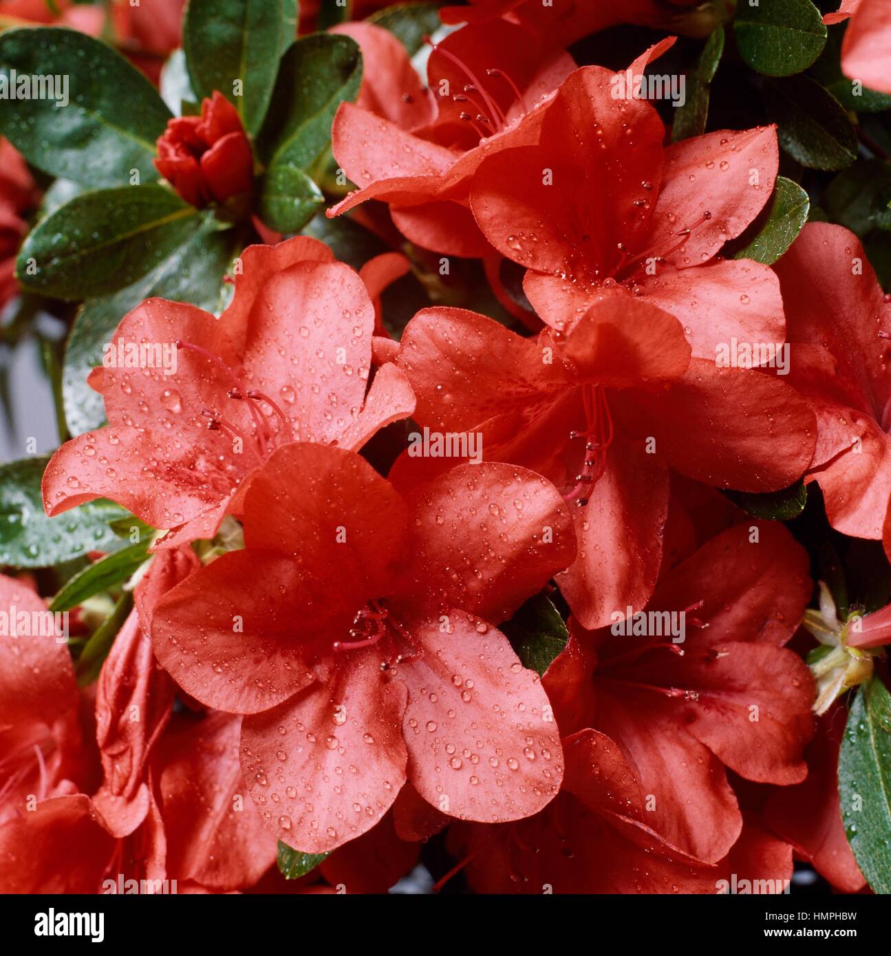 Azalea (Rhododendron Homebush), Ericaceae Stock Photo - Alamy
