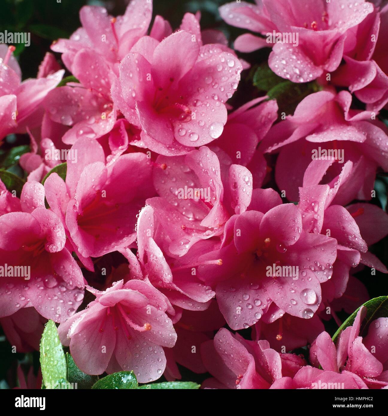 Kirin Azalea (Rhododendron japonicum Kirin), Ericaceae Stock Photo - Alamy