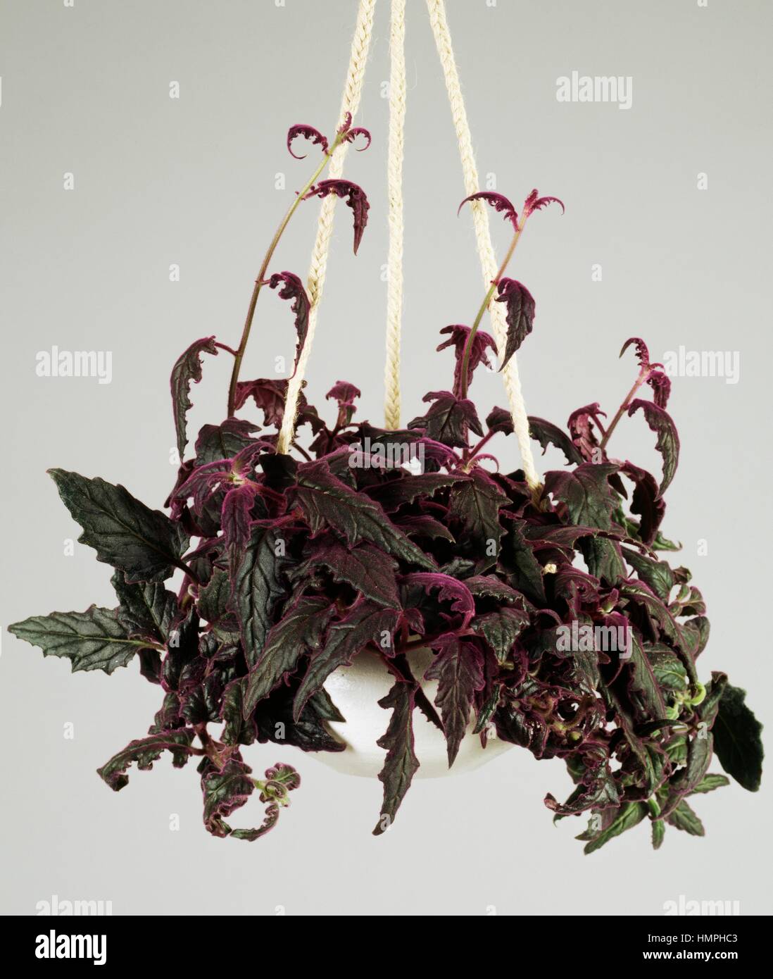 Velvet plant hi-res stock photography and images - Alamy