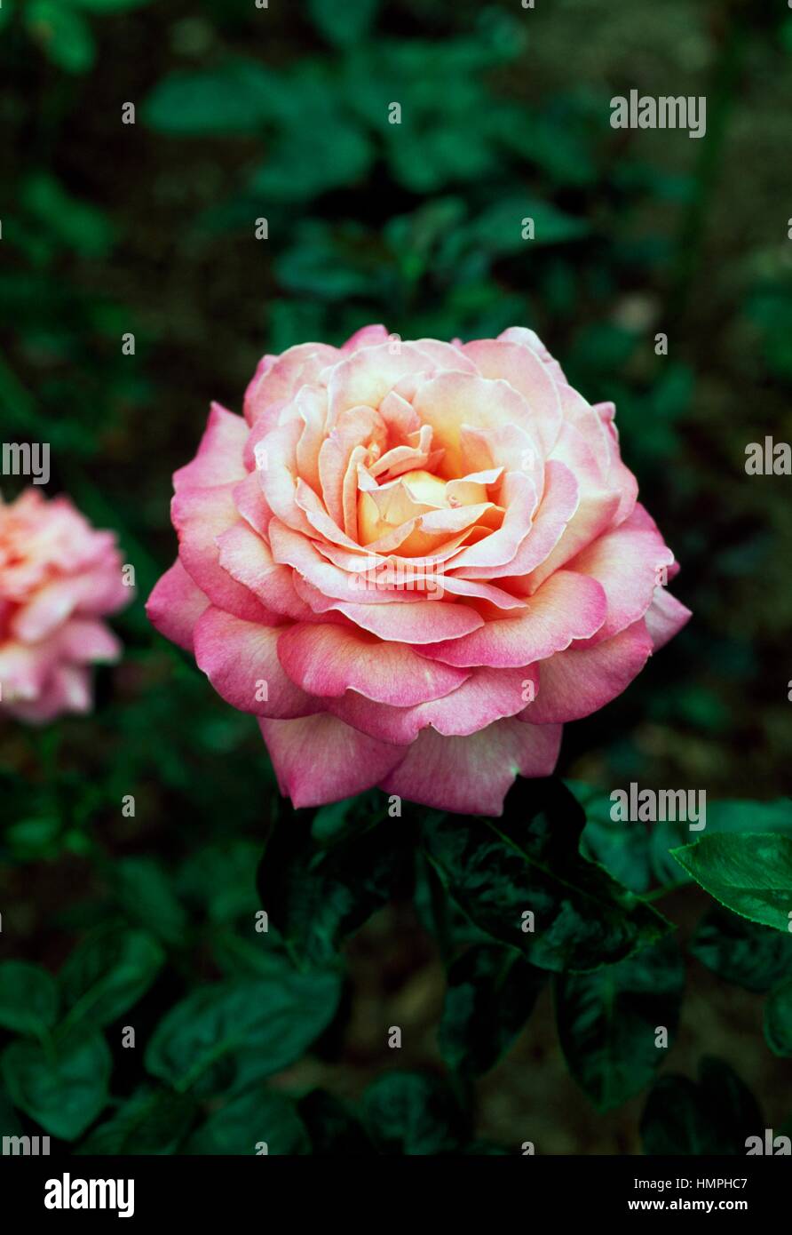 Aaron Rose High Resolution Stock Photography and Images - Alamy