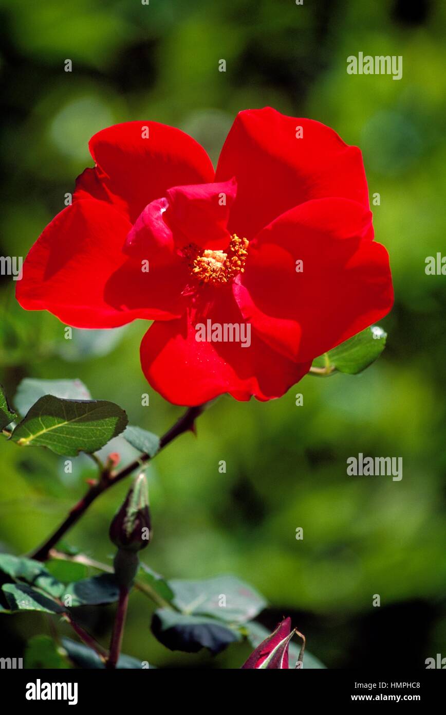 Altissimo rose hi-res stock photography and images - Alamy
