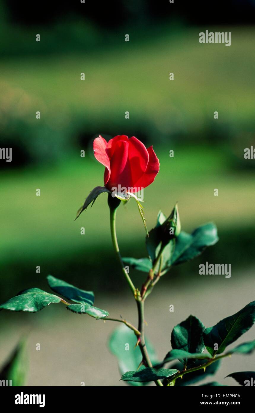 Rose (Rosa Avalanche Rose), Rosaceae Stock Photo - Alamy