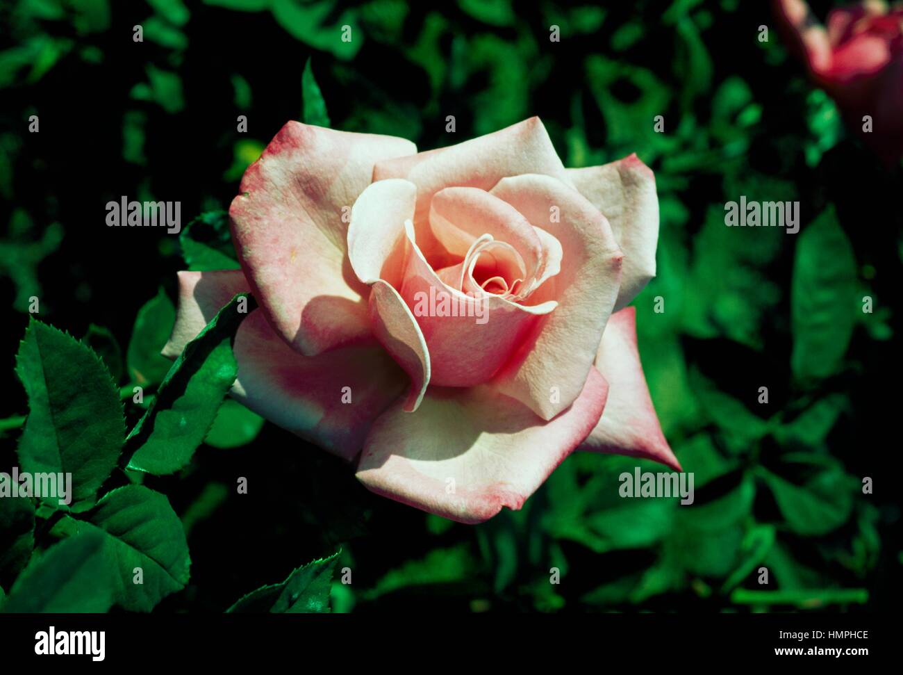 Rose (Rosa First Prize), Rosaceae Stock Photo - Alamy