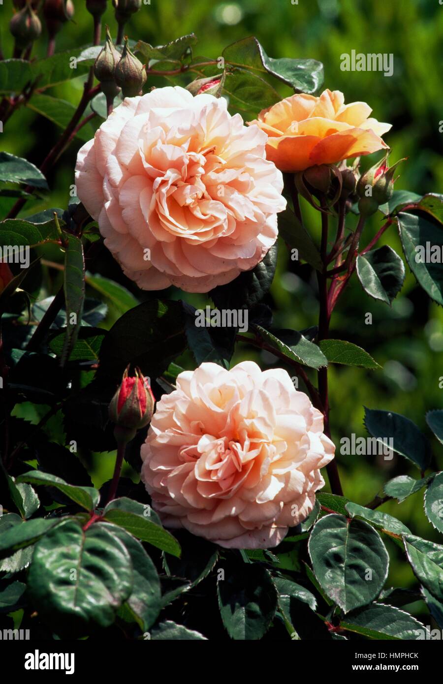 Rose (Rosa Leander), Rosaceae Stock Photo - Alamy