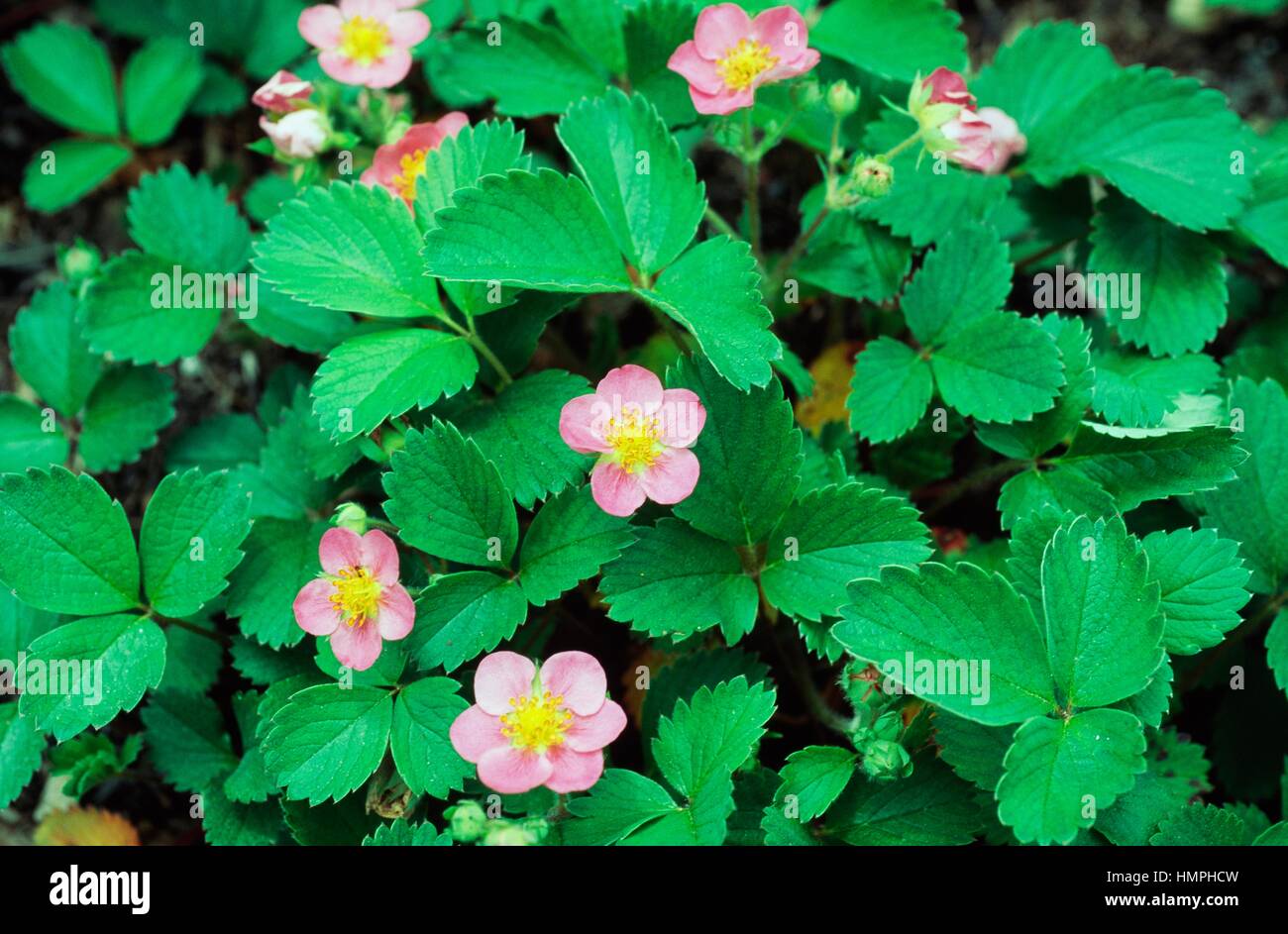 Ornamental strawberry (Fragaria vesca Pink Panda), Rosaceae Stock Photo ...