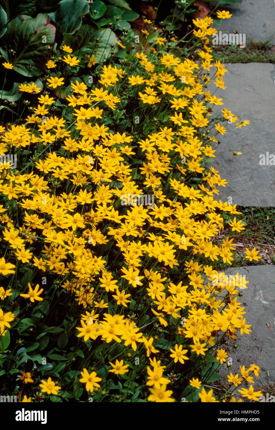 Ear-leaved tickseed (Coreopsis auriculata Nana), Asteraceae Stock Photo ...
