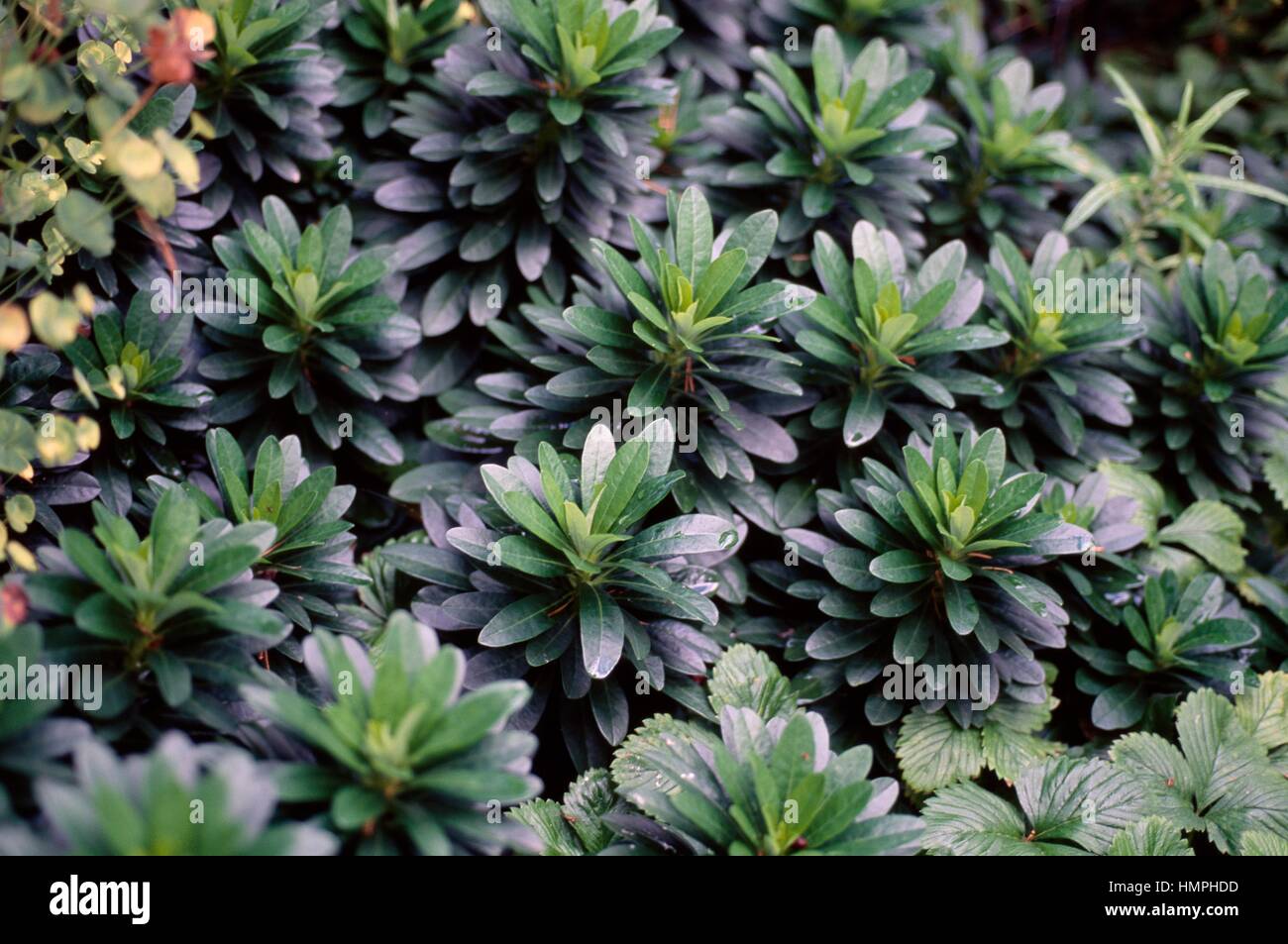 Wood Spurge or Mrs Robb's Bonnet (Euphorbia amygdaloides robbiae ...