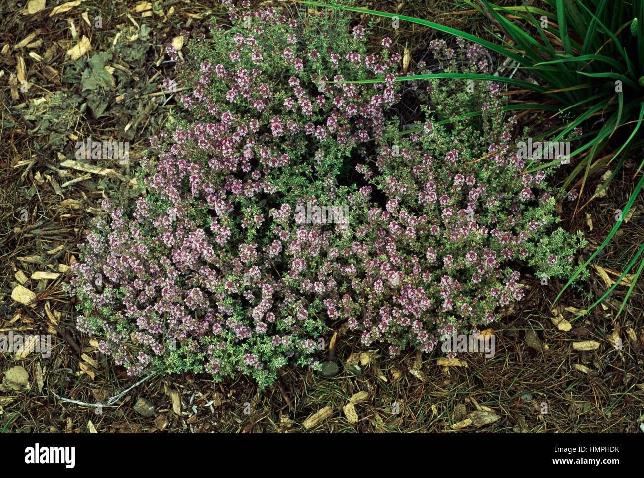Thymus x citriodorus argenteus hi-res stock photography and images - Alamy