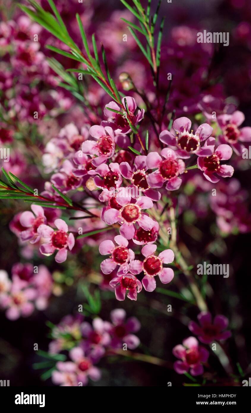 Geraldton Wax (Chamelaucium uncinatum), Myrtaceae Stock Photo - Alamy