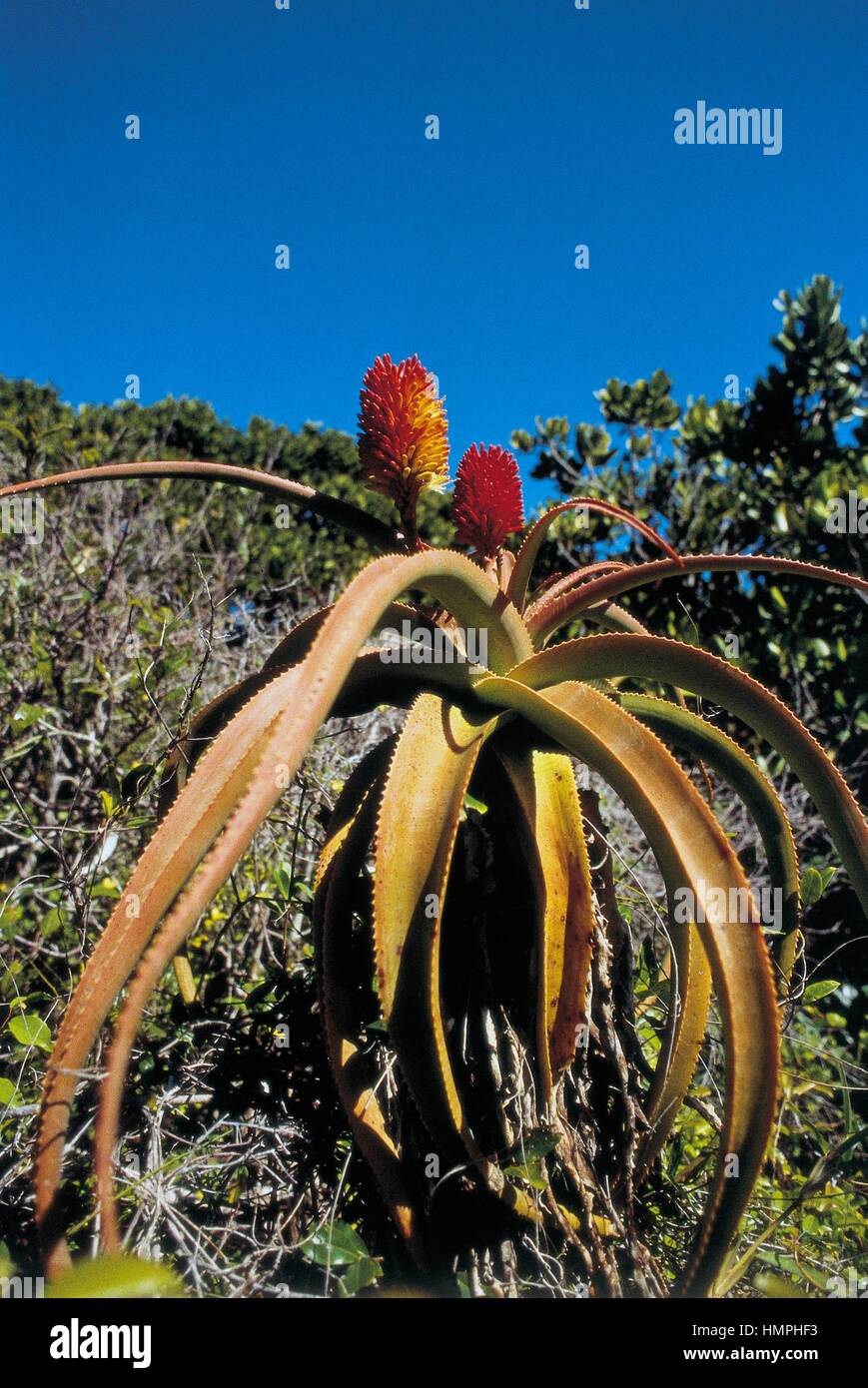 Aloe plant, Xanthorrhoeaceae, Lokaro, Madagascar Stock Photo - Alamy