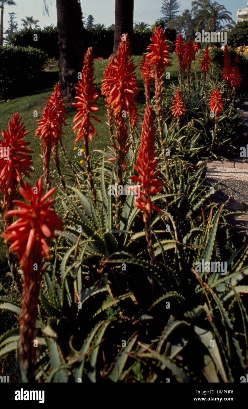 Indian Aloe Stock Photos & Indian Aloe Stock Images - Alamy