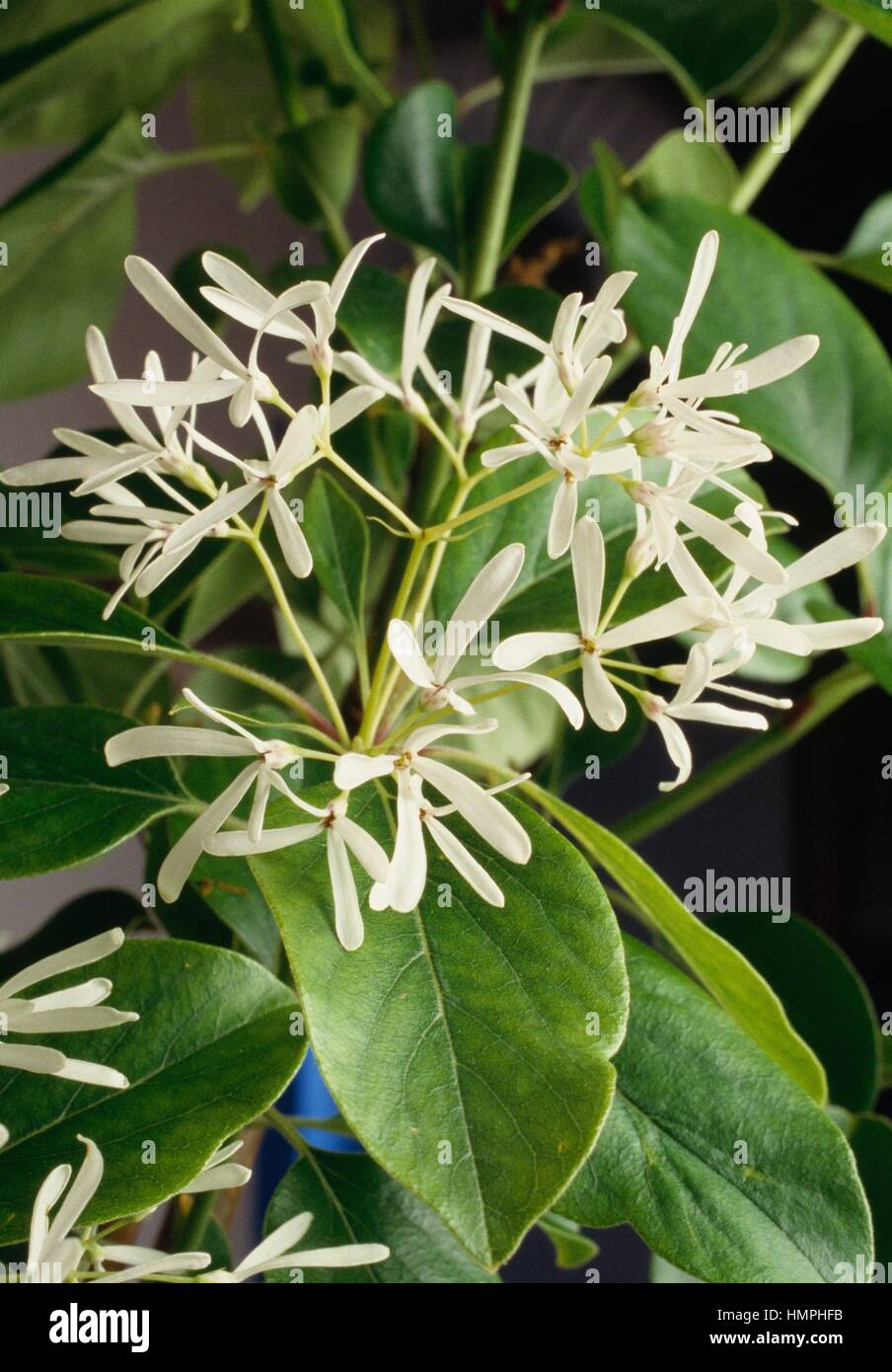 White fringetree flowers (Chionanthus virginicus), Oleaceae Stock Photo ...