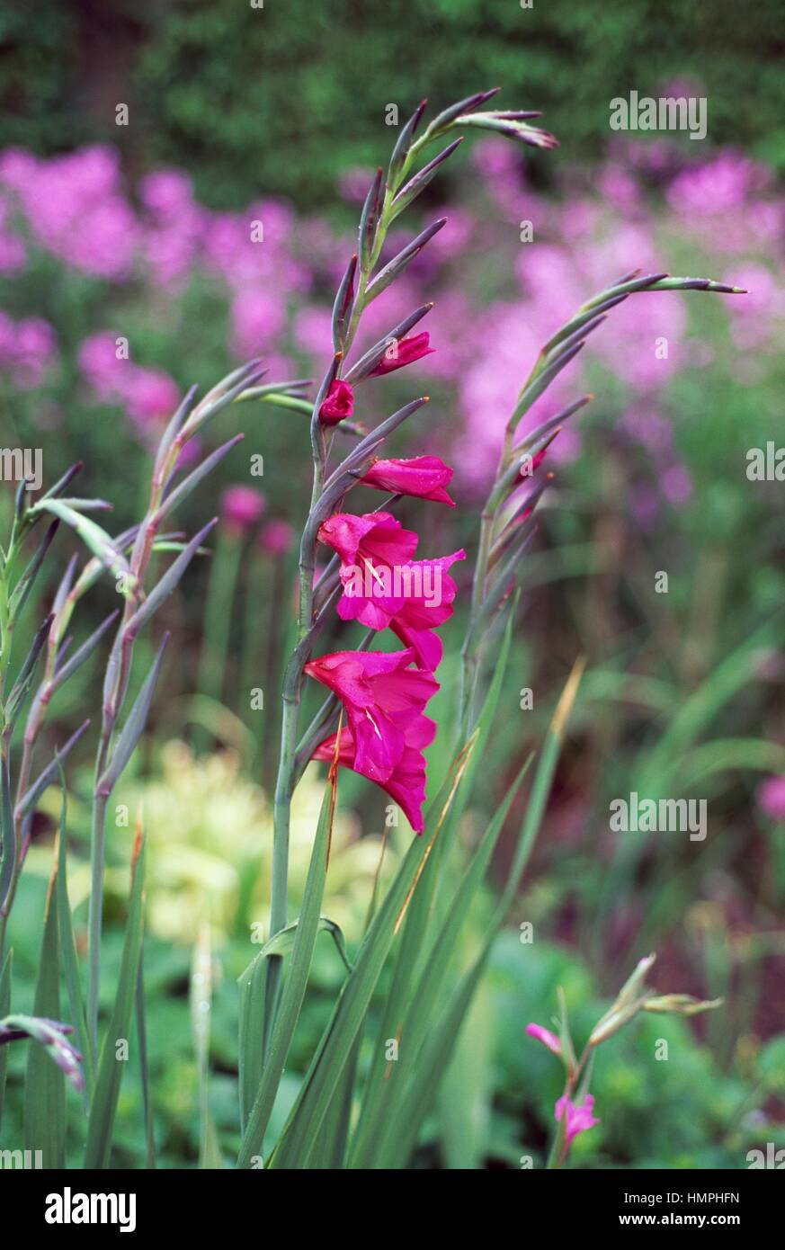 Cornflag or Byzantine gladiolus (Gladiolus byzantinus or Gladiolus ...